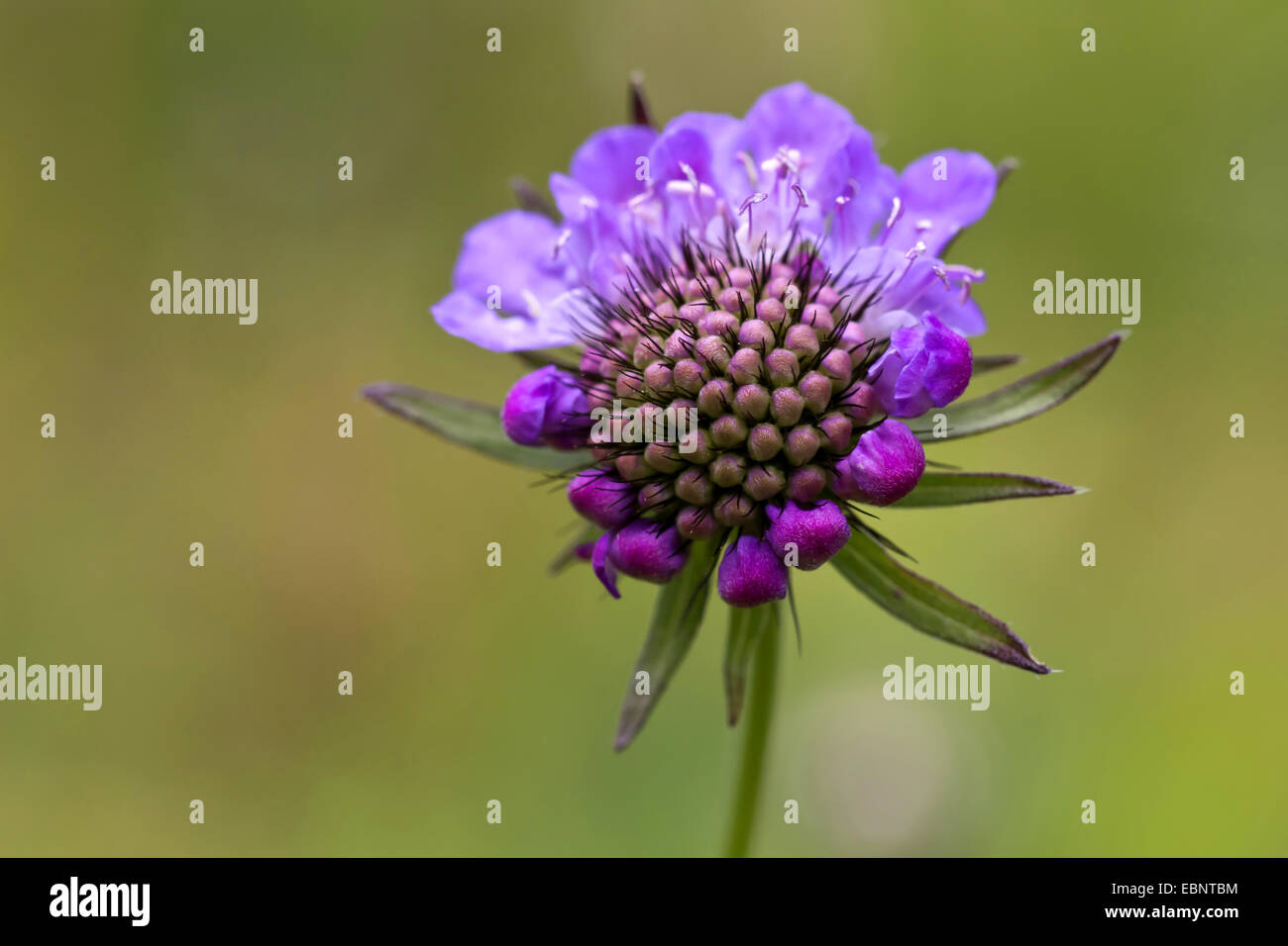 small scabious, lesser scabious (Scabiosa columbaria), inflorescence ...