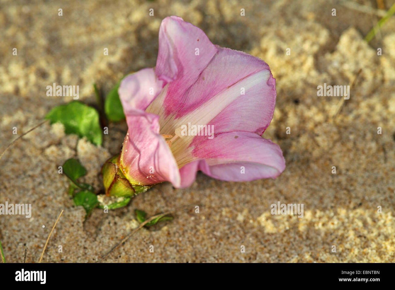 Beach morning-glory, Sea bindweed, Seashore false bindweed, Seashore ...
