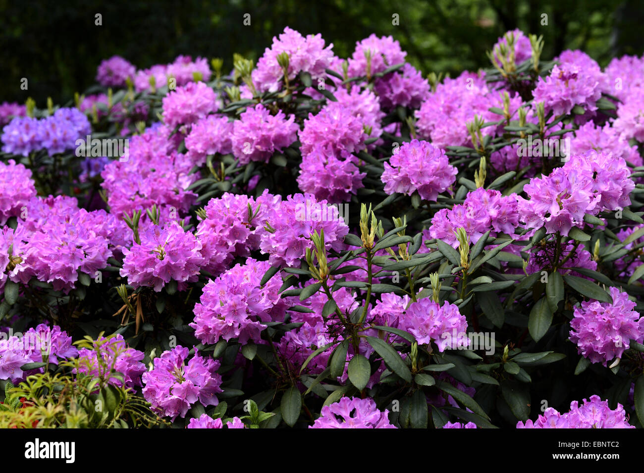 Catawba rhododendron, Catawba rose bay (Rhododendron catawbiense ...
