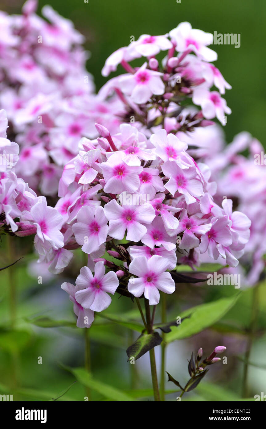 fall phlox, garden phlox (Phlox paniculata), blooming Stock Photo - Alamy