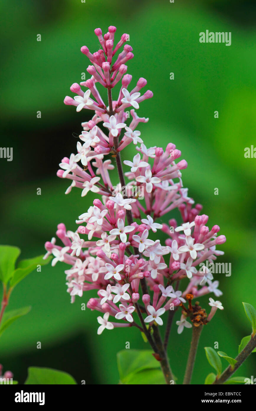Littleleaf lilac syringa microphylla hi-res stock photography and ...