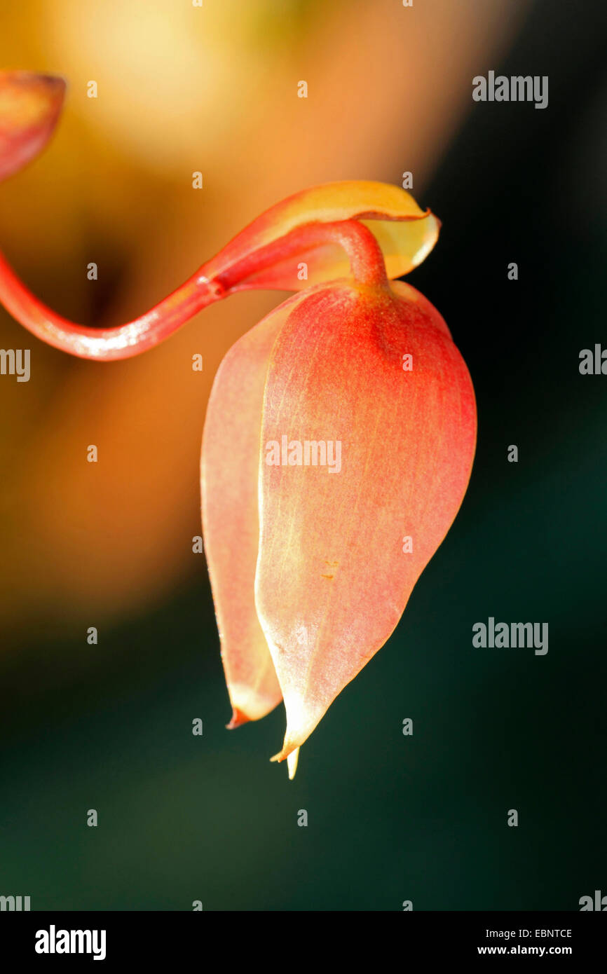 sun pitcher (Heliamphora heterodoxa), flower Stock Photo - Alamy