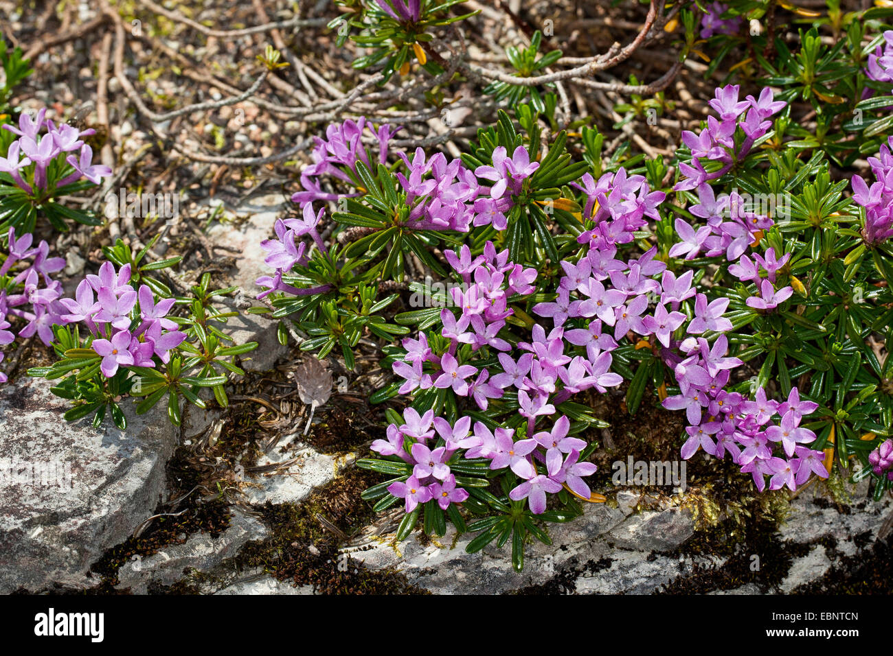 Native daphne hi-res stock photography and images - Alamy