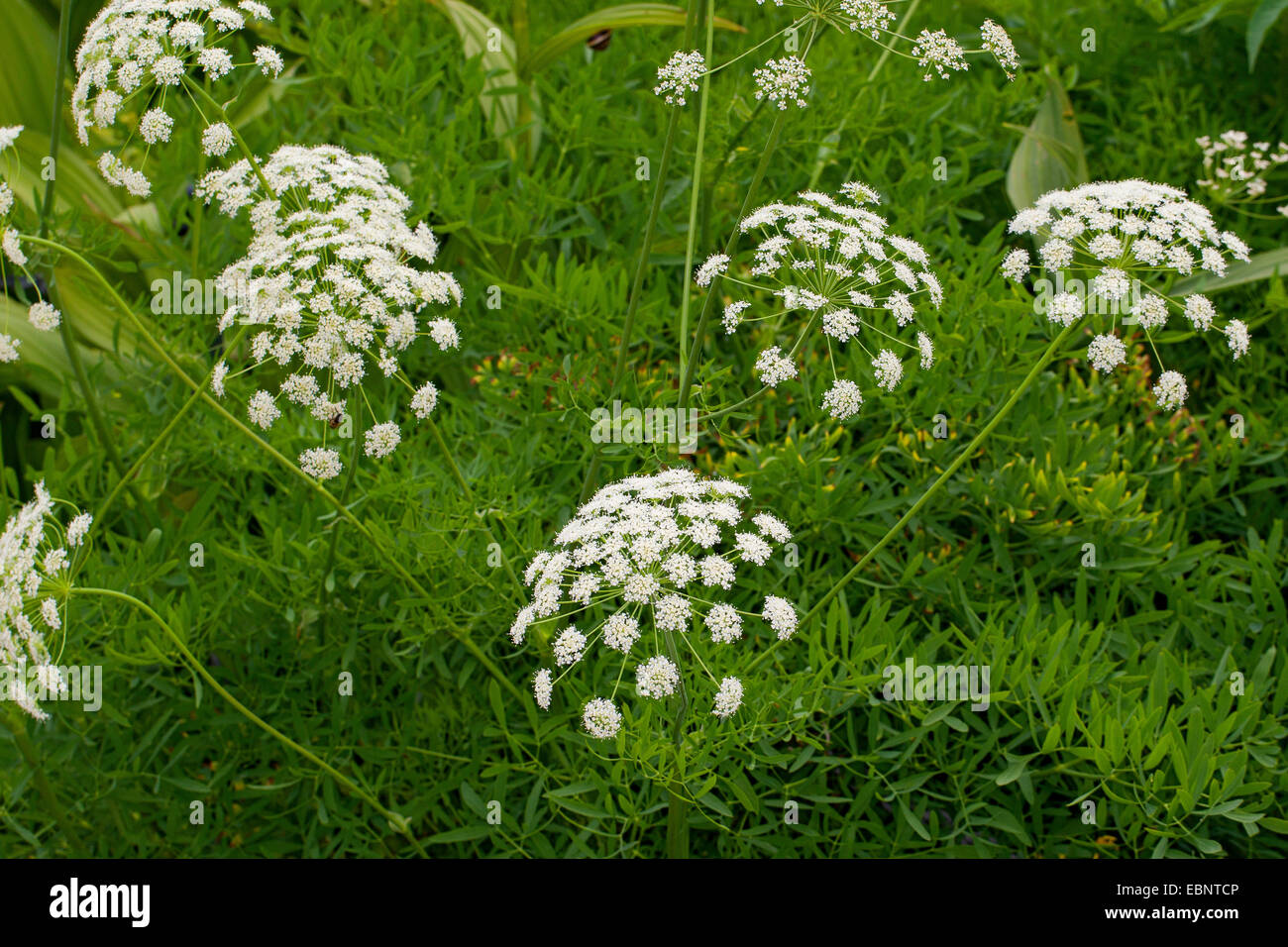 Laserpitium siler hi-res stock photography and images - Alamy