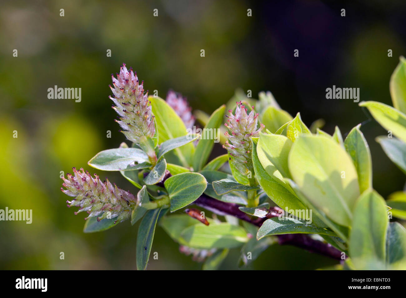 Blue willow, Blue Leaved Willow (Salix caesia), inflorescence, Germany ...