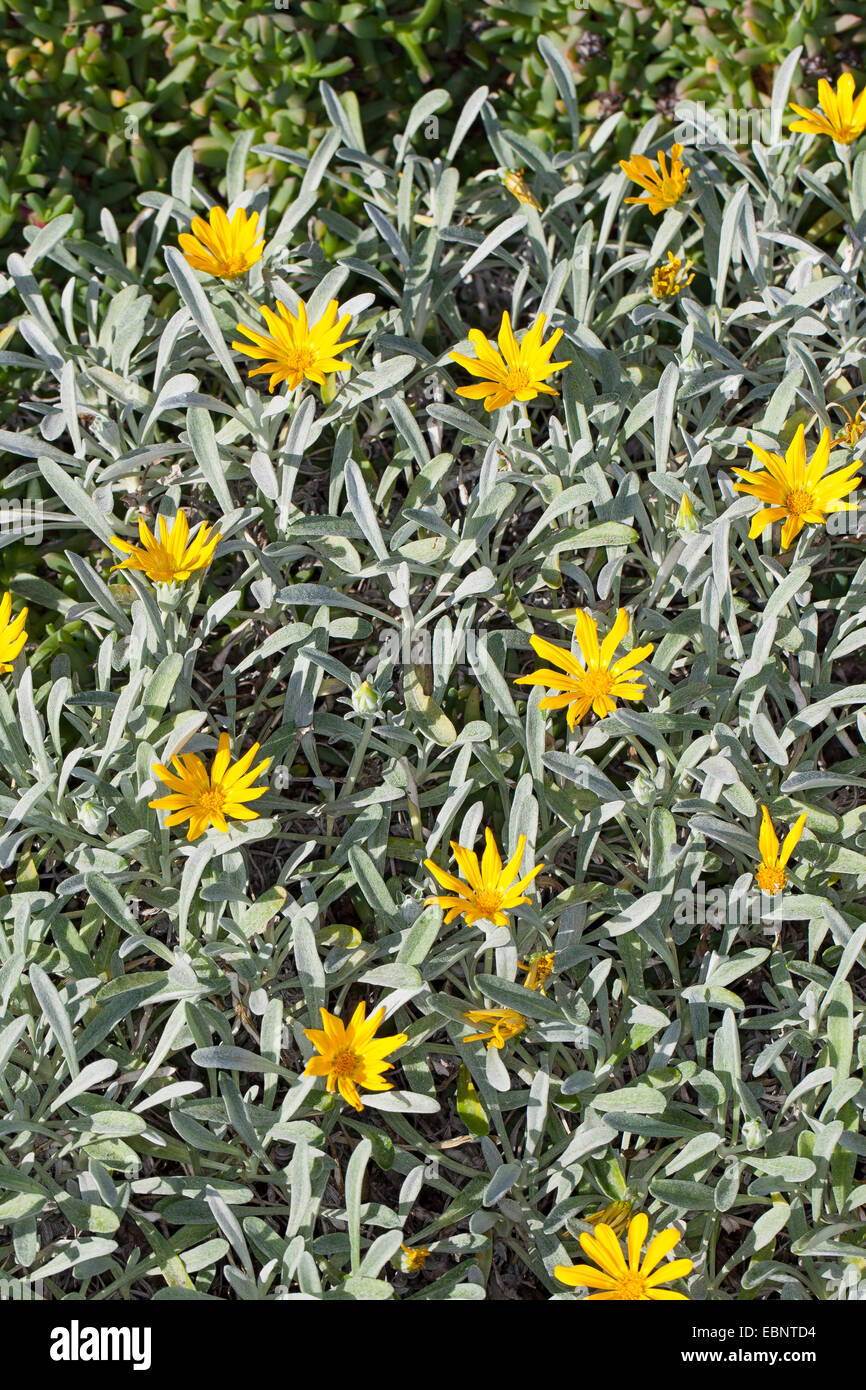 Gazania nivea hi-res stock photography and images - Alamy