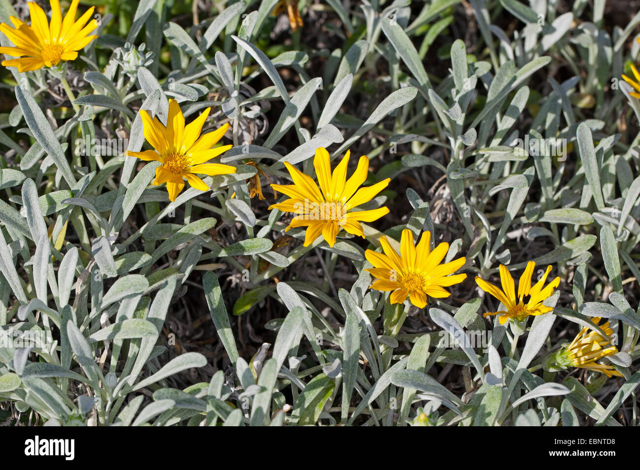 Gazania nivea hi-res stock photography and images - Alamy