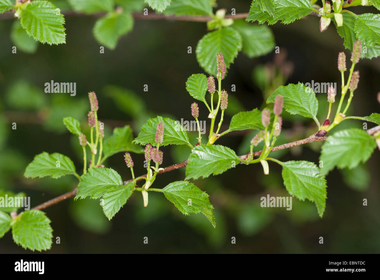 Green Alder (Alnus viridis, Alnus alnobetula), female inflorescence ...