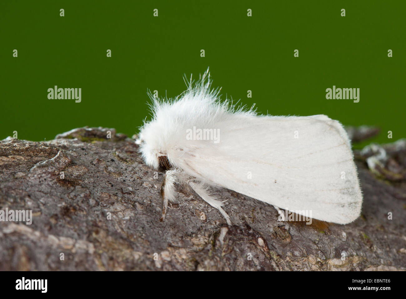 Brown tail moth hi-res stock photography and images - Alamy