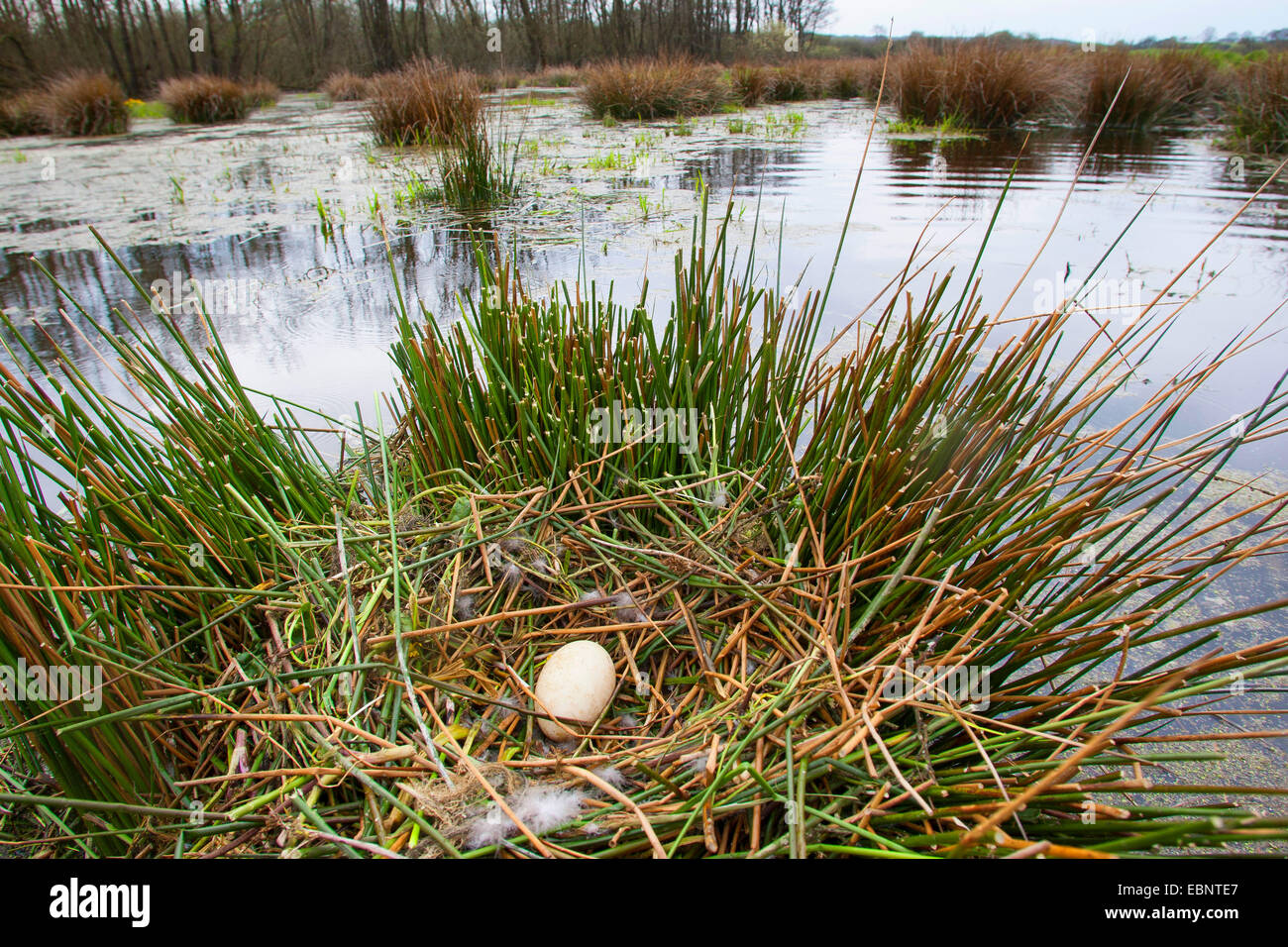 greylag goose (Anser anser), single egg in a nest at a lake, Germany ...