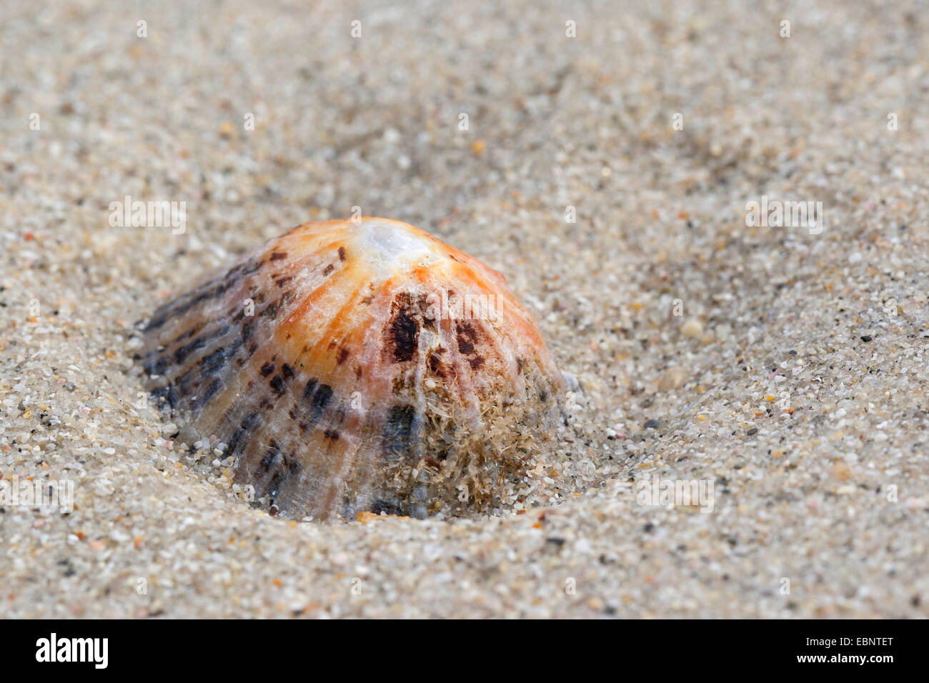Common limpet, Common European limpet (Patella vulgata), shell in the ...