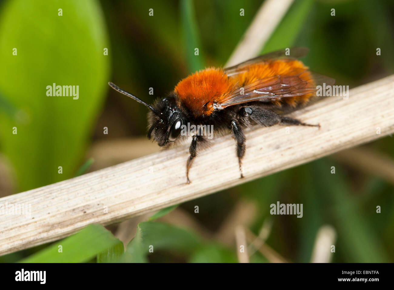 Tawny burrowing bee, Tawny mining bee, Tawny mining-bee (Andrena fulva ...