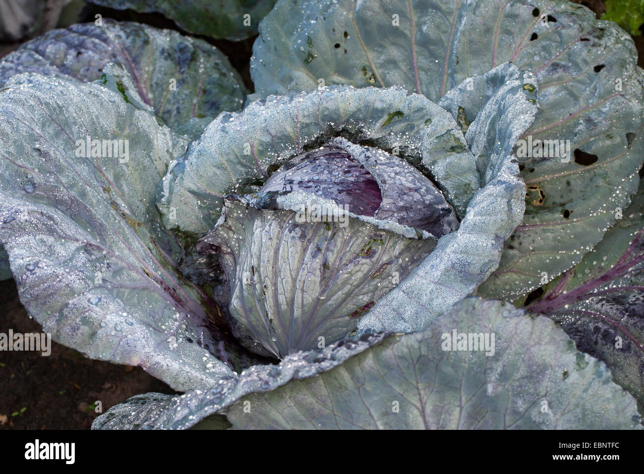 Brassica oleracea capitata rubra hi-res stock photography and images ...