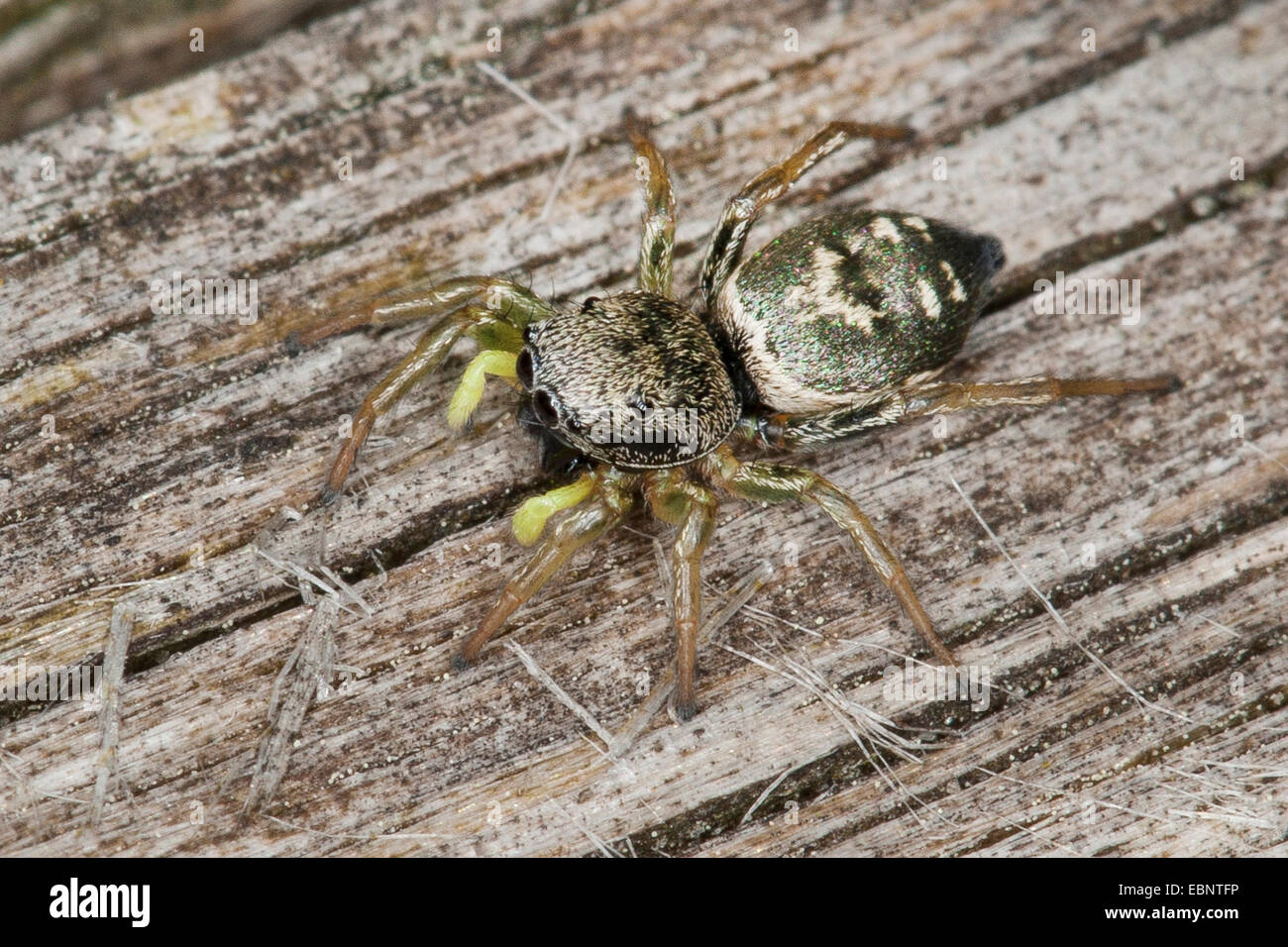 Female jumping spiders hi-res stock photography and images - Alamy
