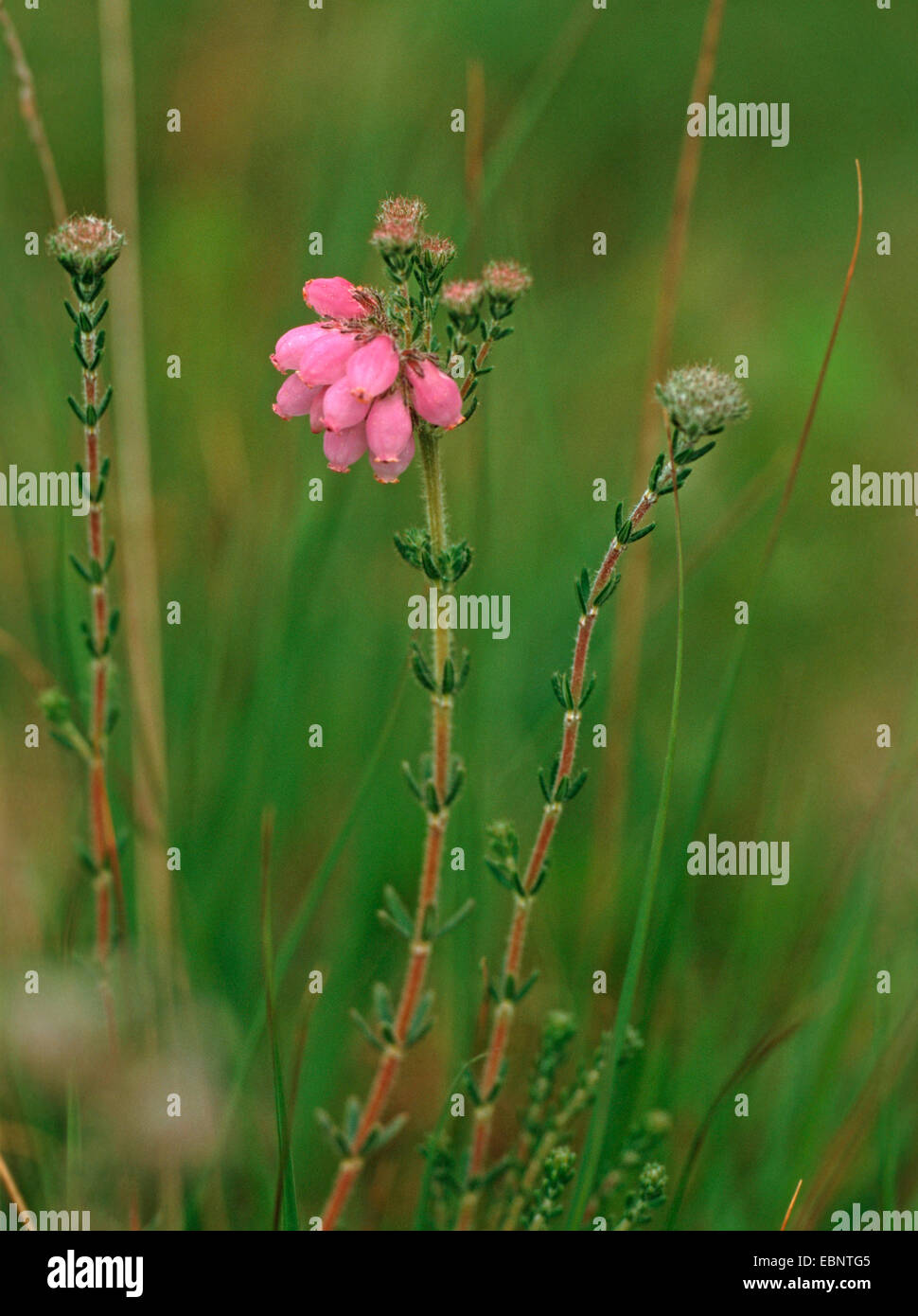 Cross Leaved Heath, Cross-Leaved-Heath (Erica tetralix), blooming ...