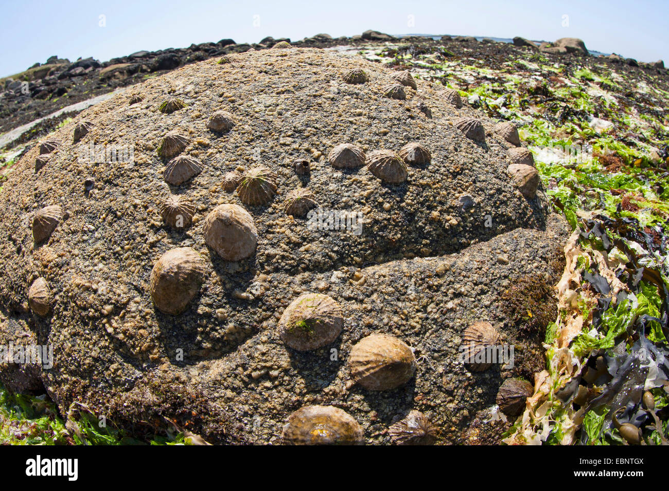 Common limpet, Common European limpet (Patella vulgata), limpets at ebb ...