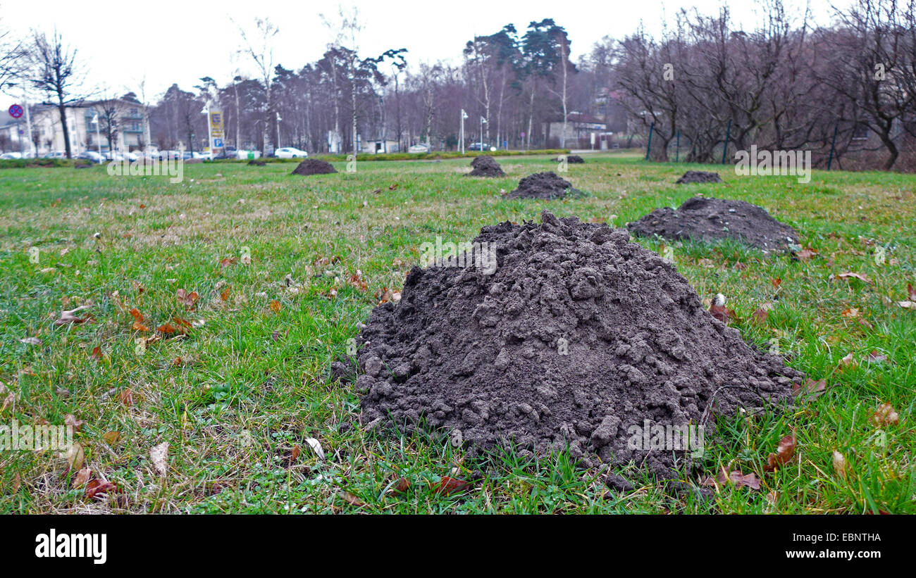 European mole, Common mole, Northern mole (Talpa europaea), molehill in ...