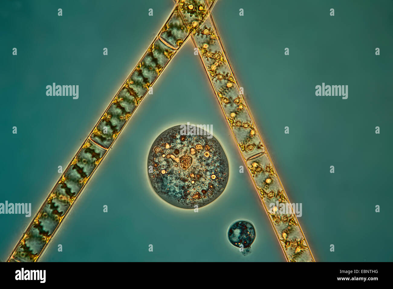 Green algae microscope hi-res stock photography and images - Alamy