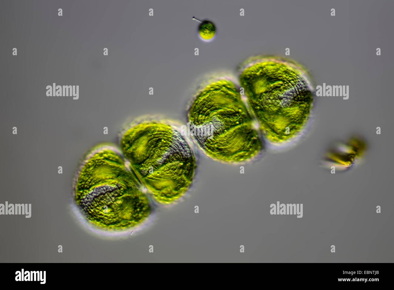 Unicellular Green Algae Diagram