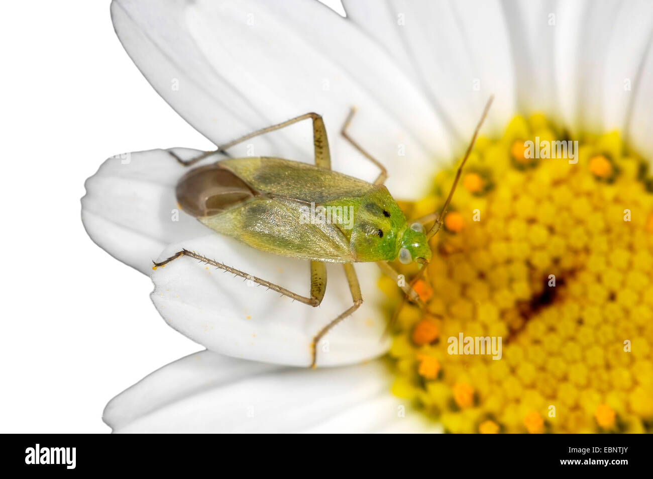 Green Potato Bug High Resolution Stock Photography and Images - Alamy