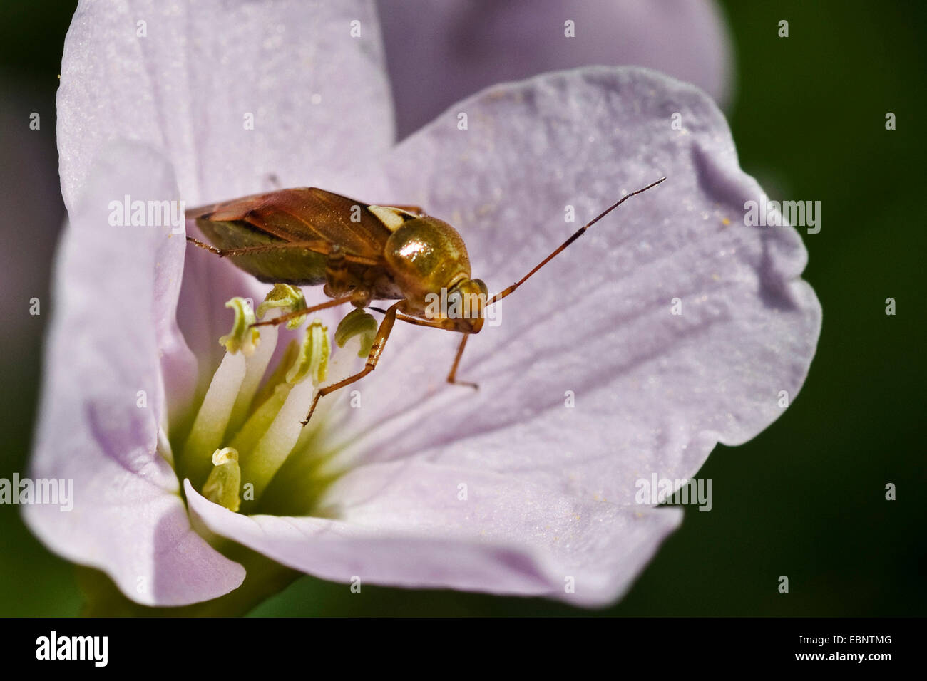European tarnished plant bug, tarnished plant bug, bishop bug (Lygus ...