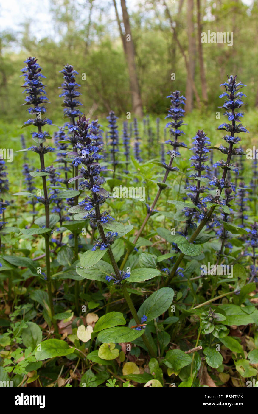 Common bugle, Creeping bugleweed (Ajuga reptans), blooming, Germany ...