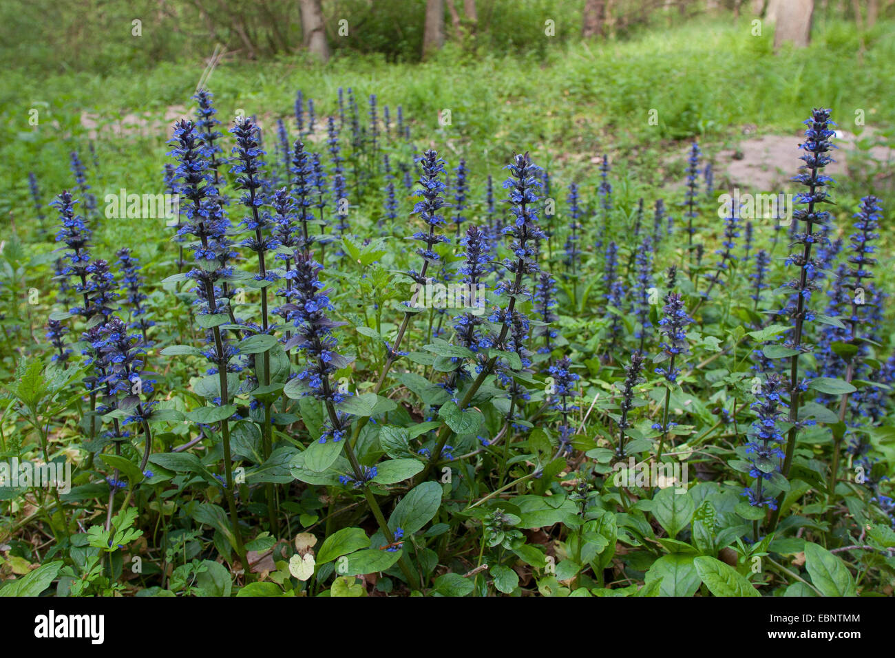 Ajuga reptans bugle medicinal plant hi-res stock photography and images ...