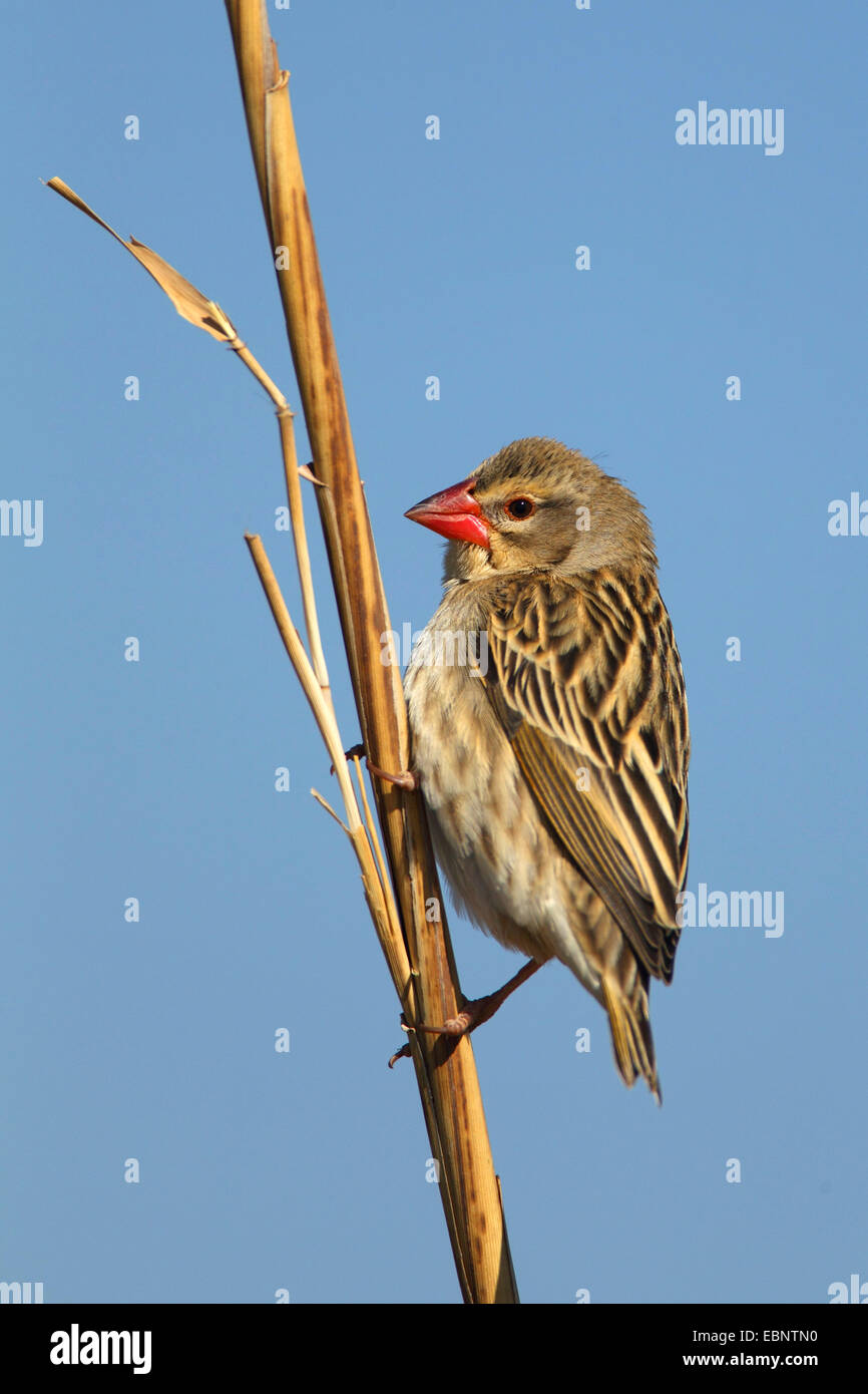 red-billed quelea (Quelea quelea), male in eclipse plumage, South ...