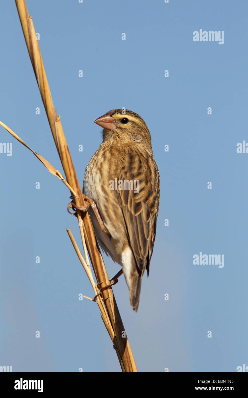 red-billed quelea (Quelea quelea), female, South Africa, Barberspan ...