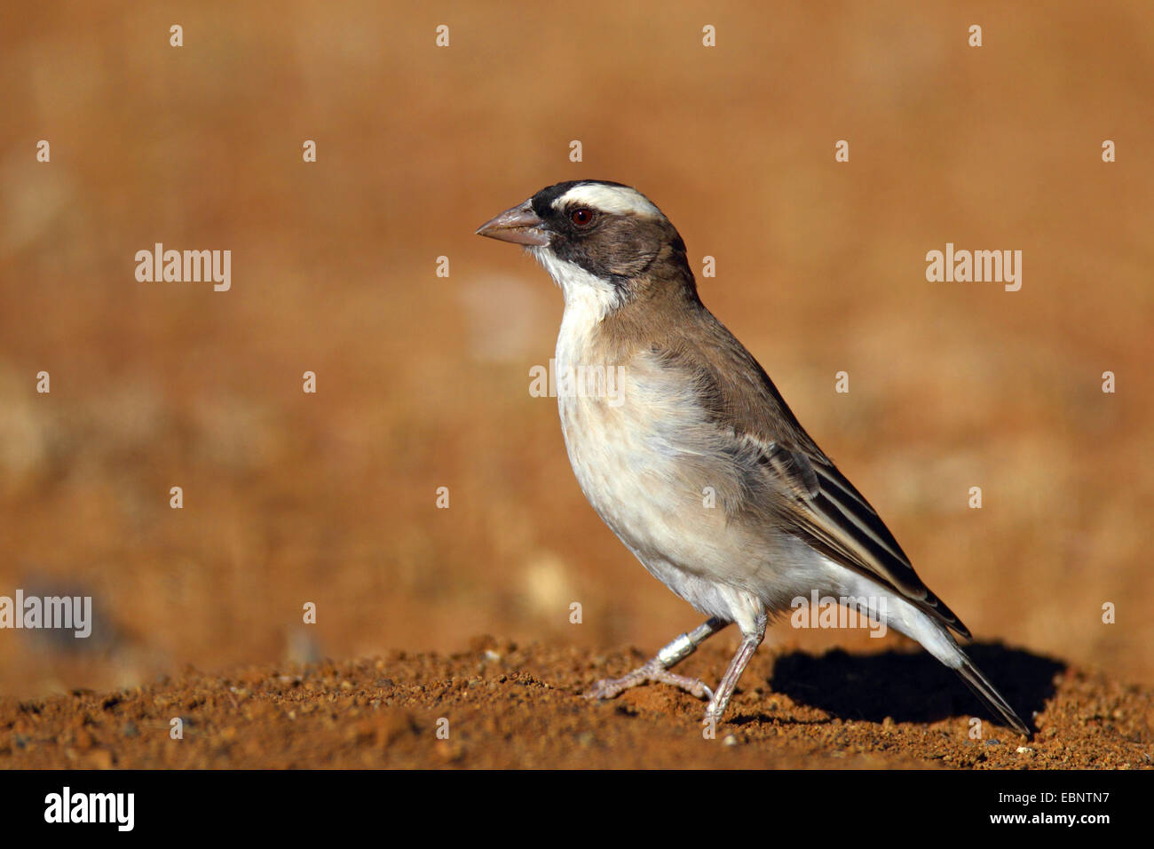 white-browed sparrow weaver (Plocepasser mahali), stands on the ground ...