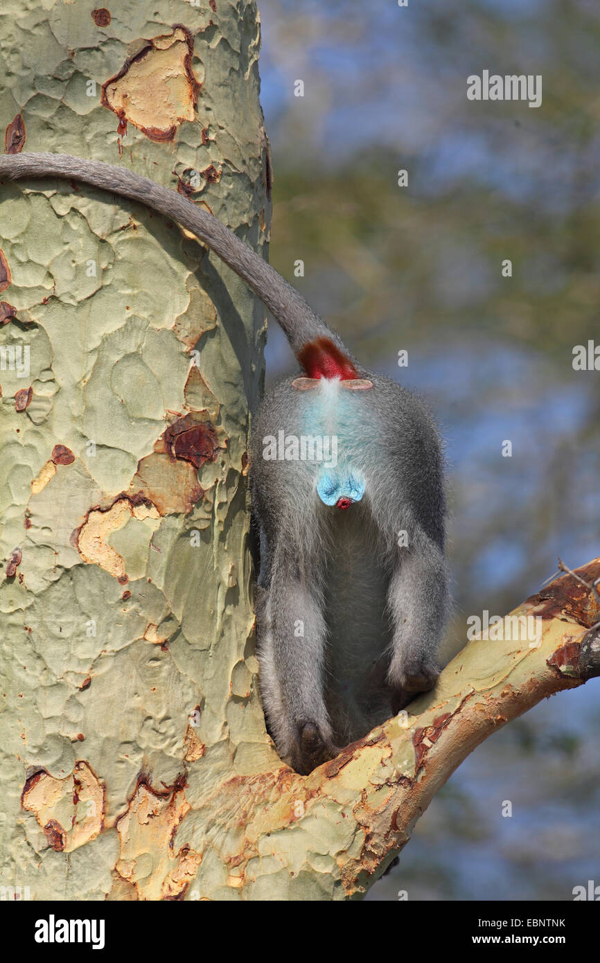 Monkey bum High Resolution Stock Photography and Images - Alamy