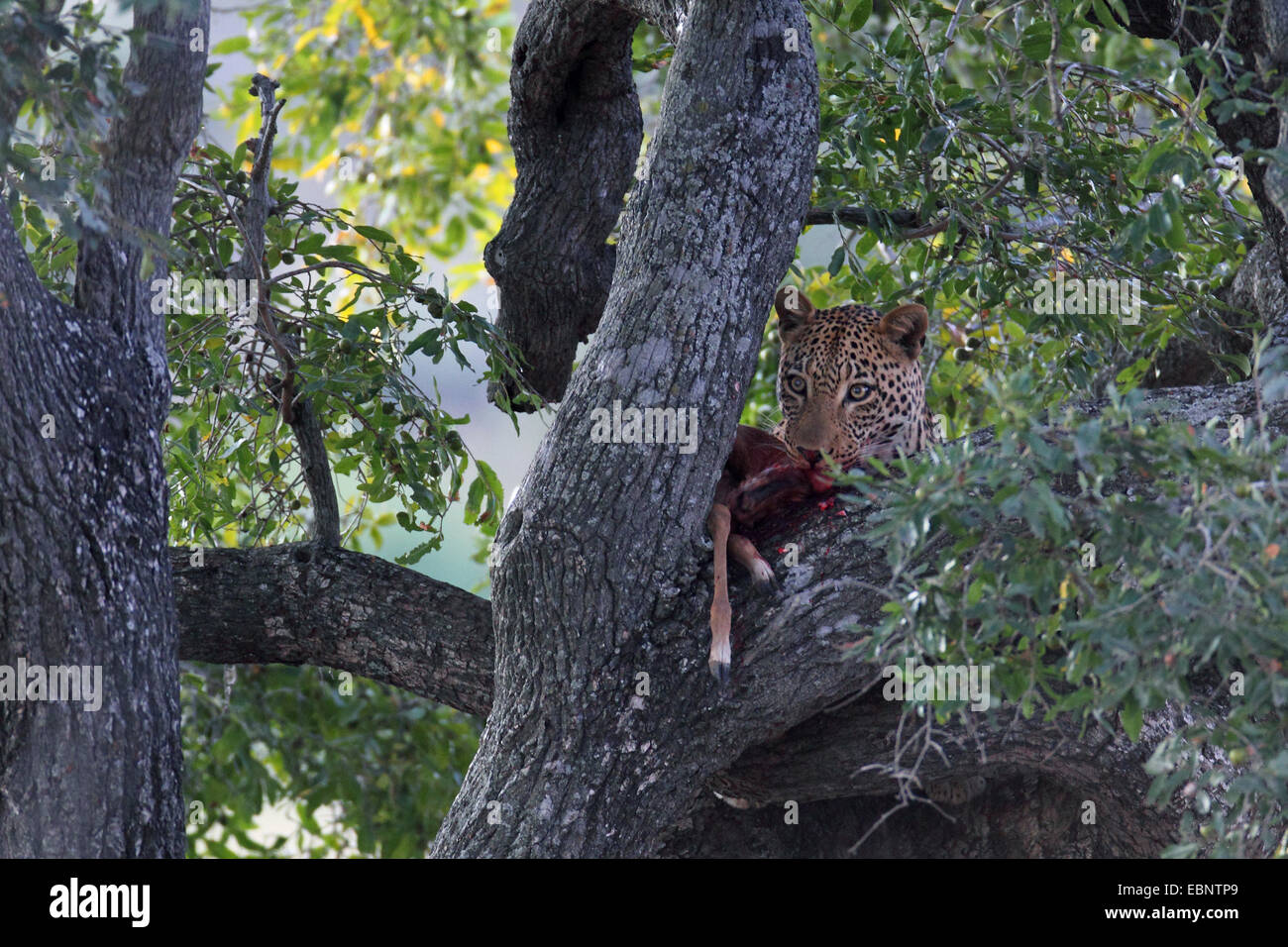 leopard (Panthera pardus), eating an impala in a tree, South Africa ...