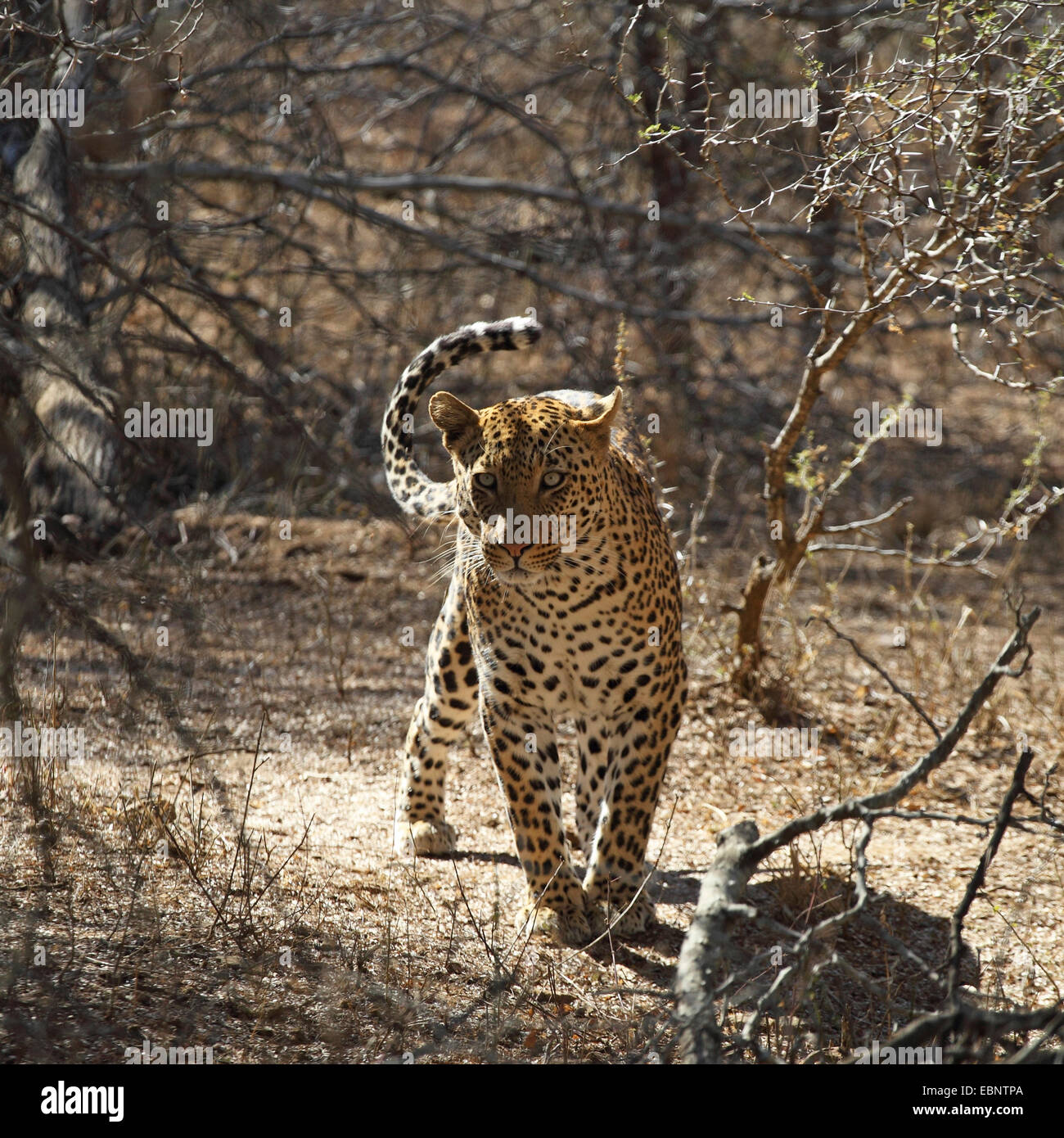leopard (Panthera pardus), creeping through a coppice-wood, South ...
