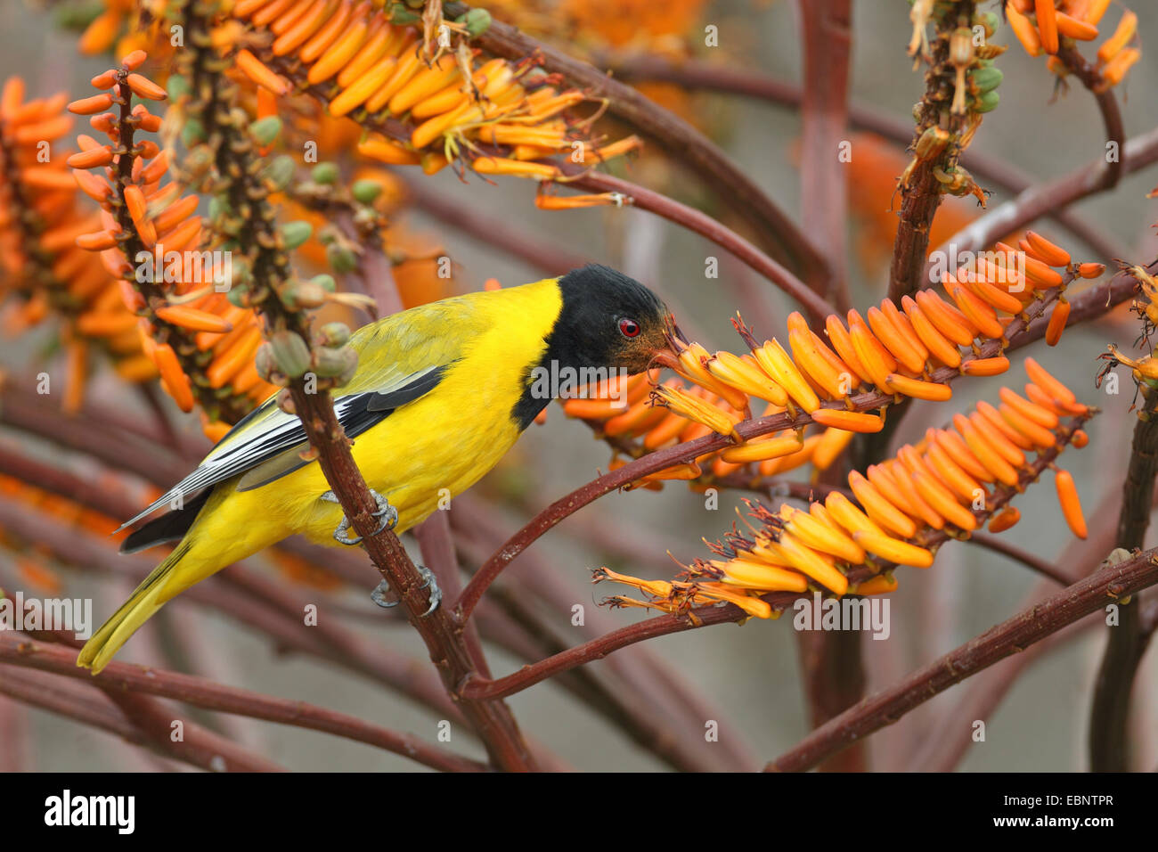 African black-headed oriole (Oriolus larvatus), searching food on a ...