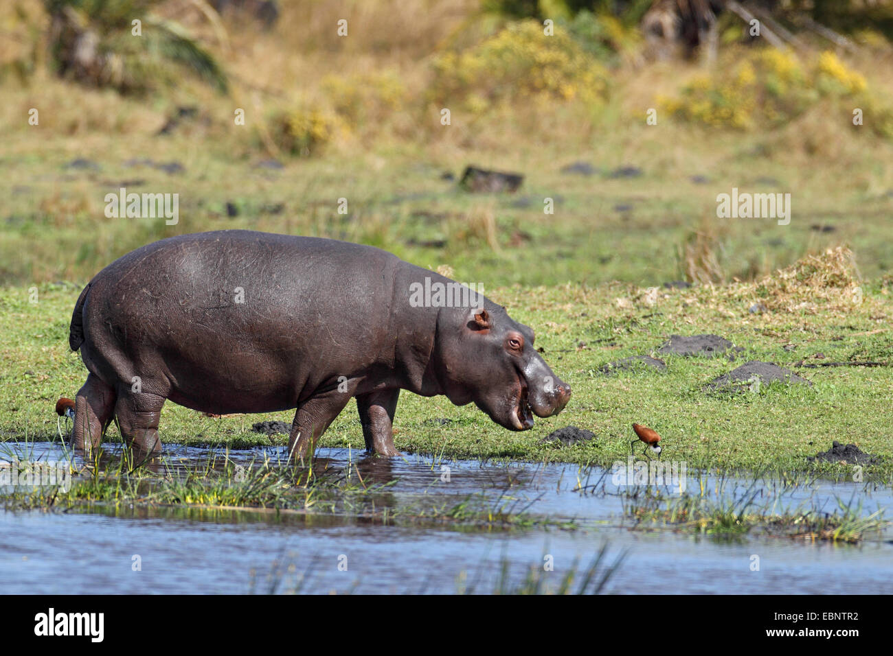 Side view of hippo hi-res stock photography and images - Alamy