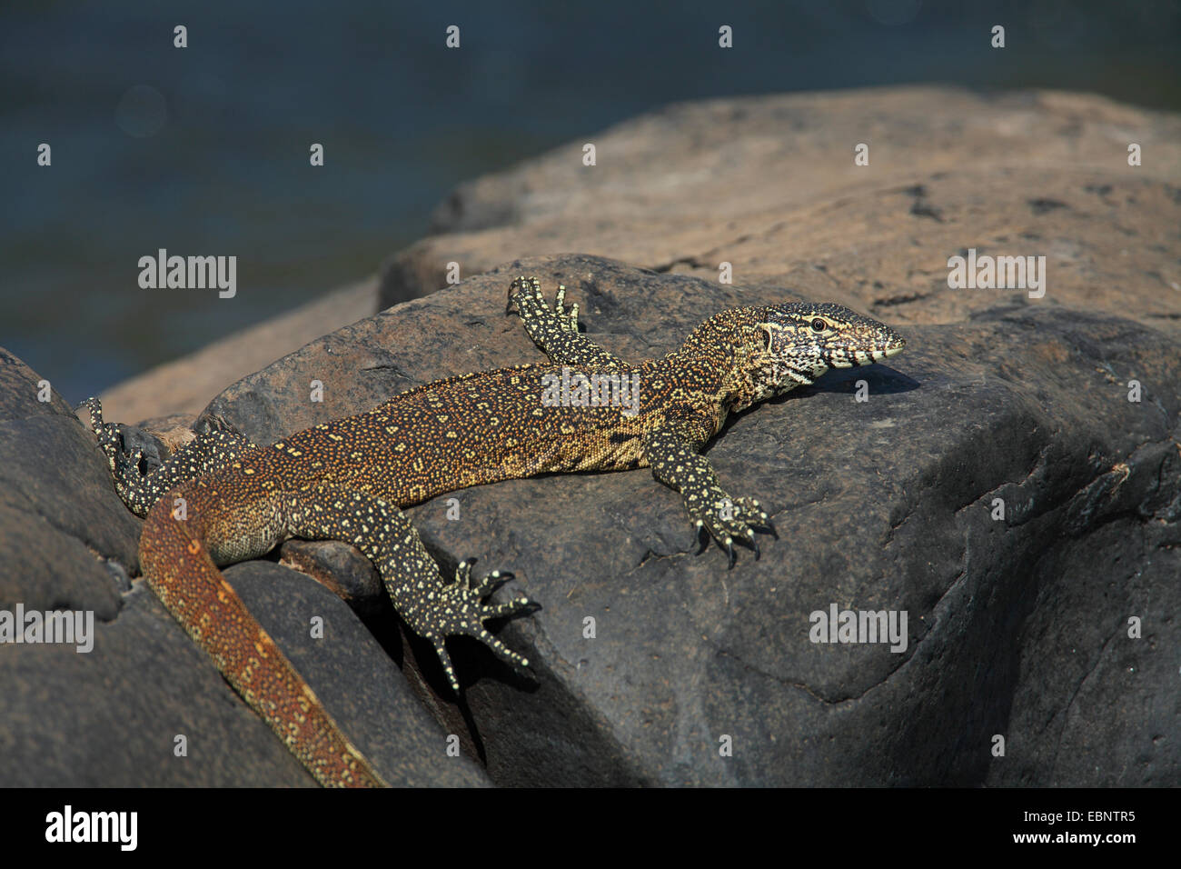 Nile monitor (Varanus niloticus), lying on a stone in the water, South ...
