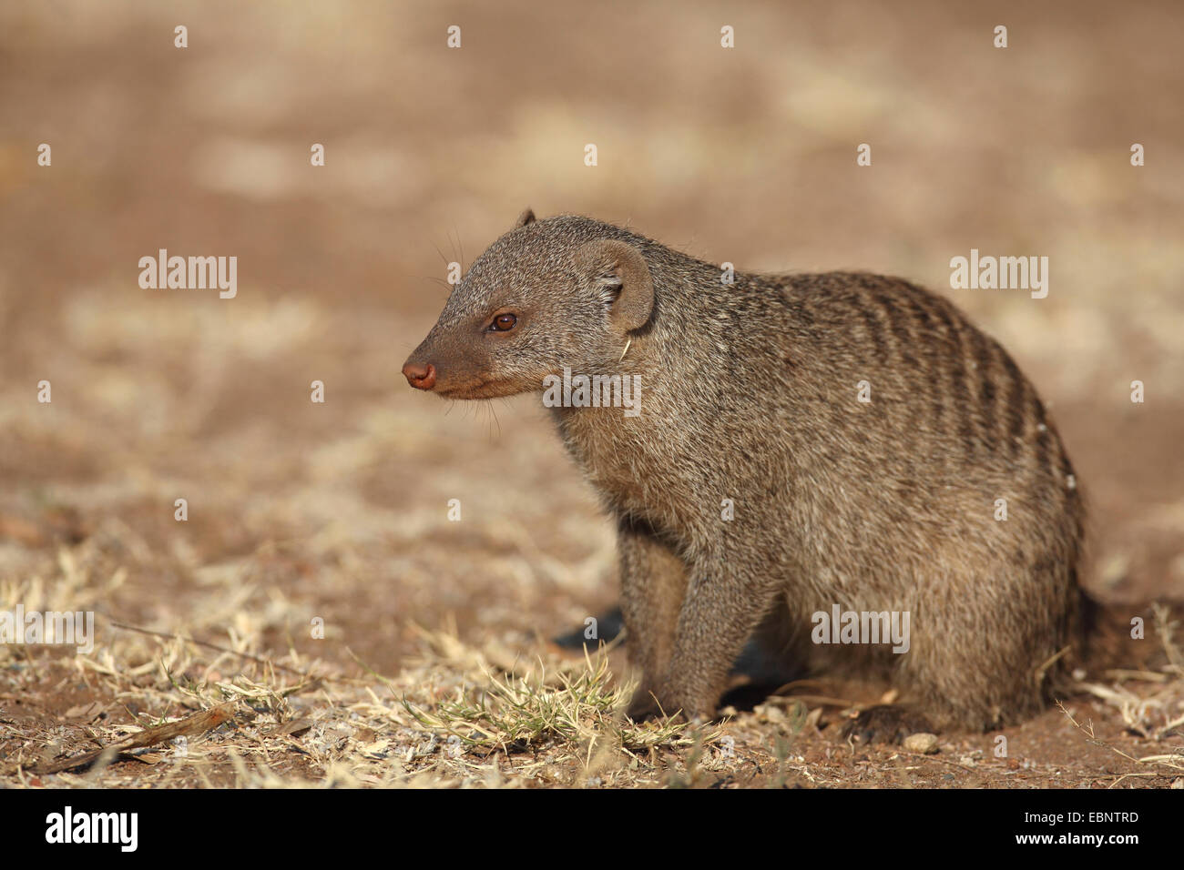 banded mongoose, zebra mongoose (Mungos mungo), sitting on the ground ...