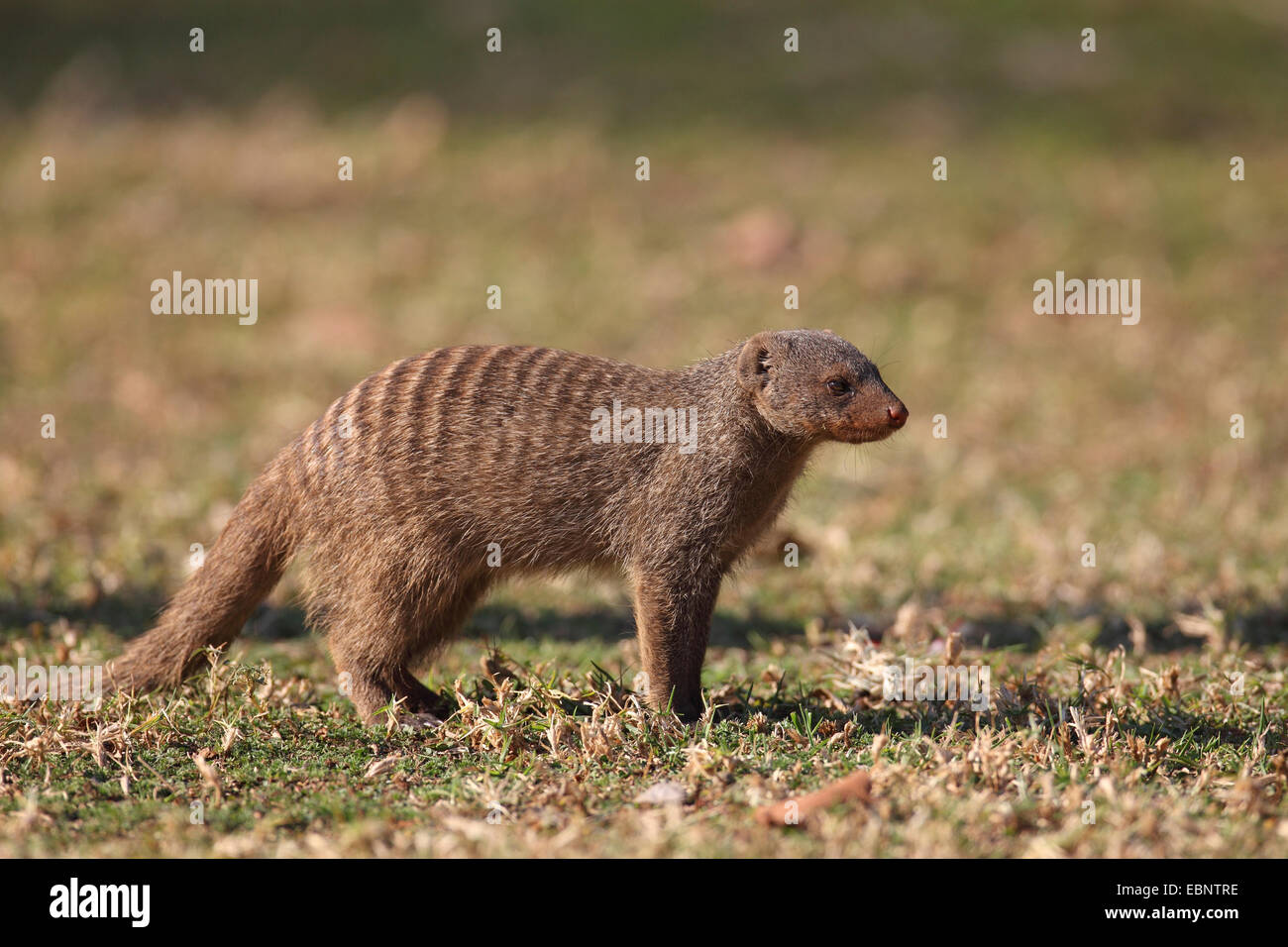 banded mongoose, zebra mongoose (Mungos mungo), standing on the ground ...