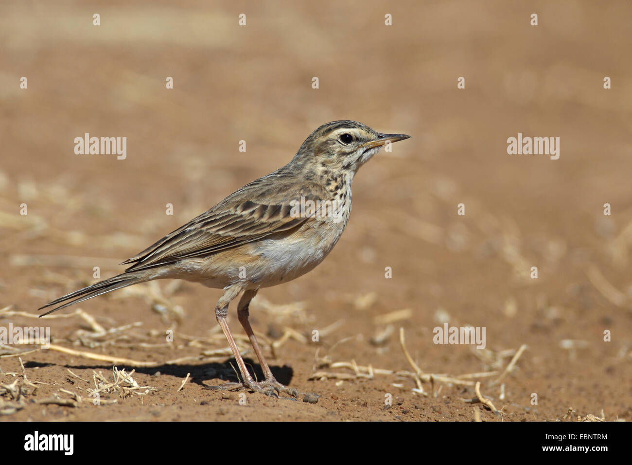 African Pipit (Anthus cinnamomeus), standing on the ground, South ...
