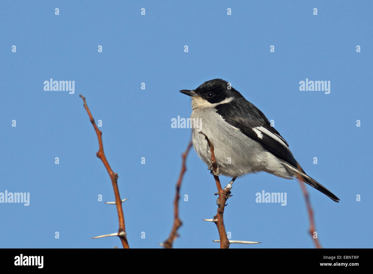 fiscal flycatcher (Melaenornis silens), sitting on a bush, South Africa ...