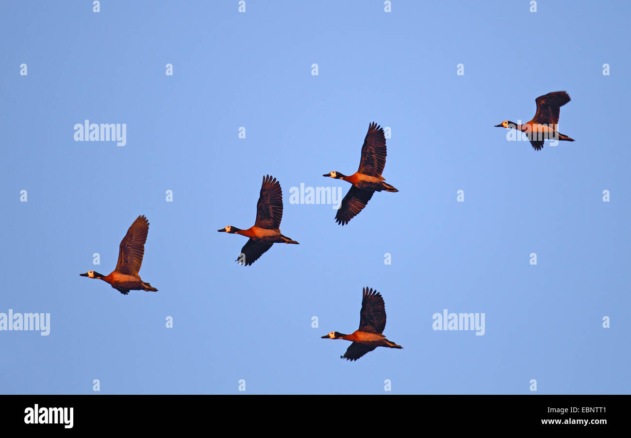 White faced whistling duck hi-res stock photography and images - Alamy