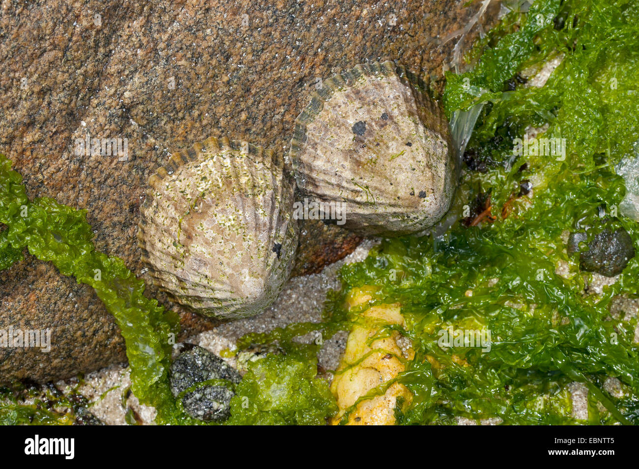 Common limpet, Common European limpet (Patella vulgata), two limpets at ...