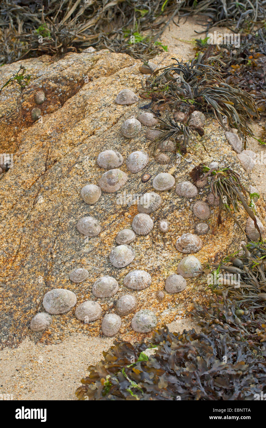Common limpet, Common European limpet (Patella vulgata), limpets at ebb ...
