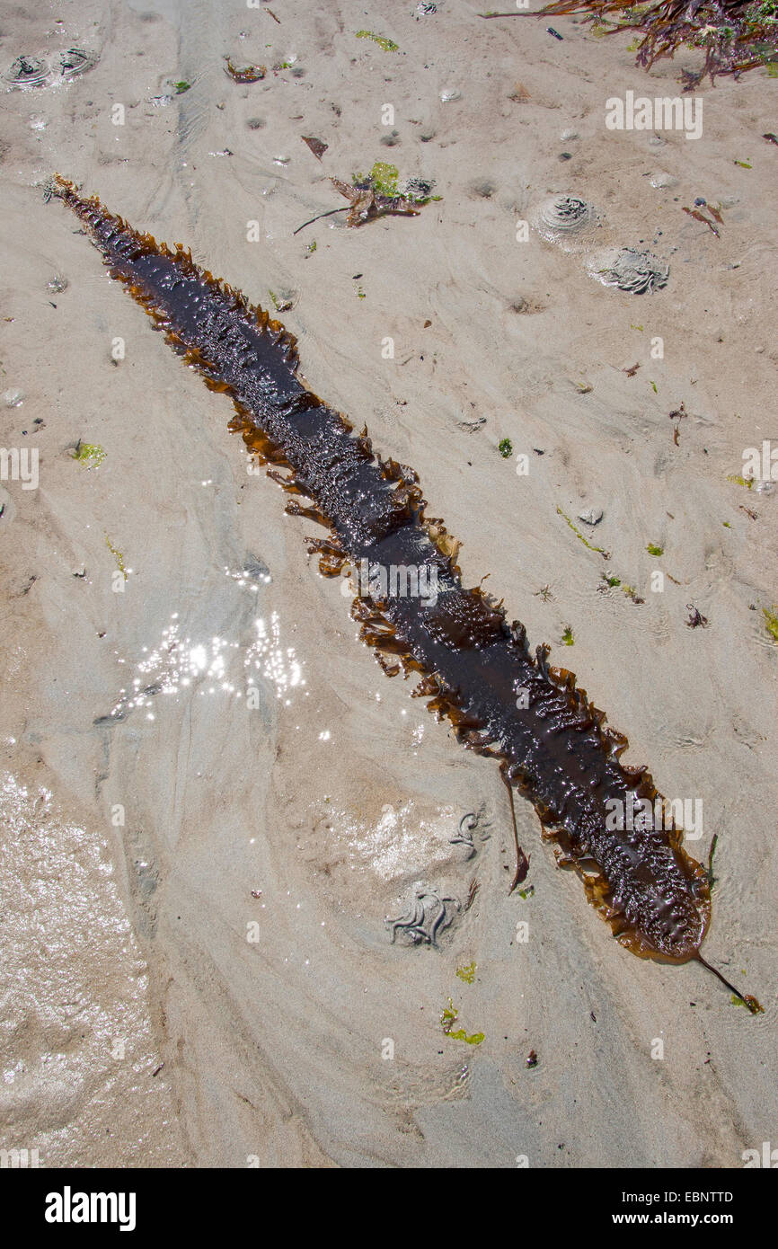Sea belt, Poor man's weather glass, Sweet Wrack, Sugar Wrack, Sugar ...