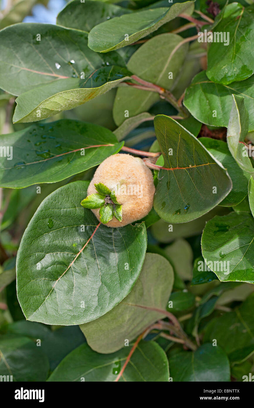 Common quince (Cydonia oblonga), young quince on a tree Stock Photo - Alamy