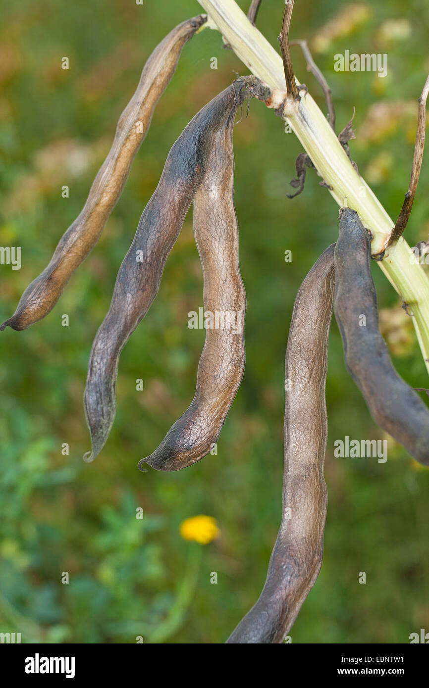 Broad bean, Fava bean, Faba bean, Field bean, Bell bean, Tic bean ...
