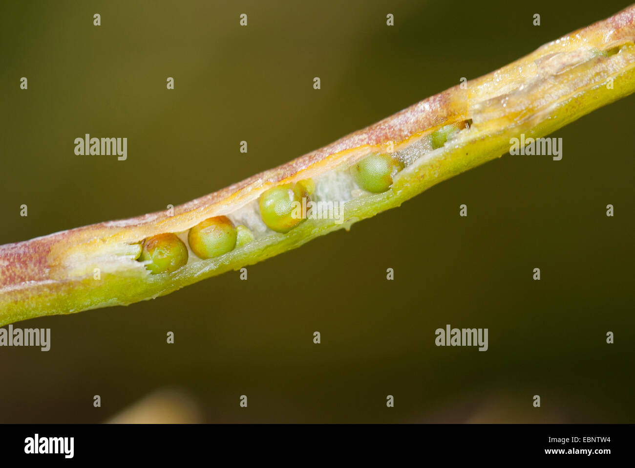 rape, turnip (Brassica napus), open fruit with seeds Stock Photo - Alamy