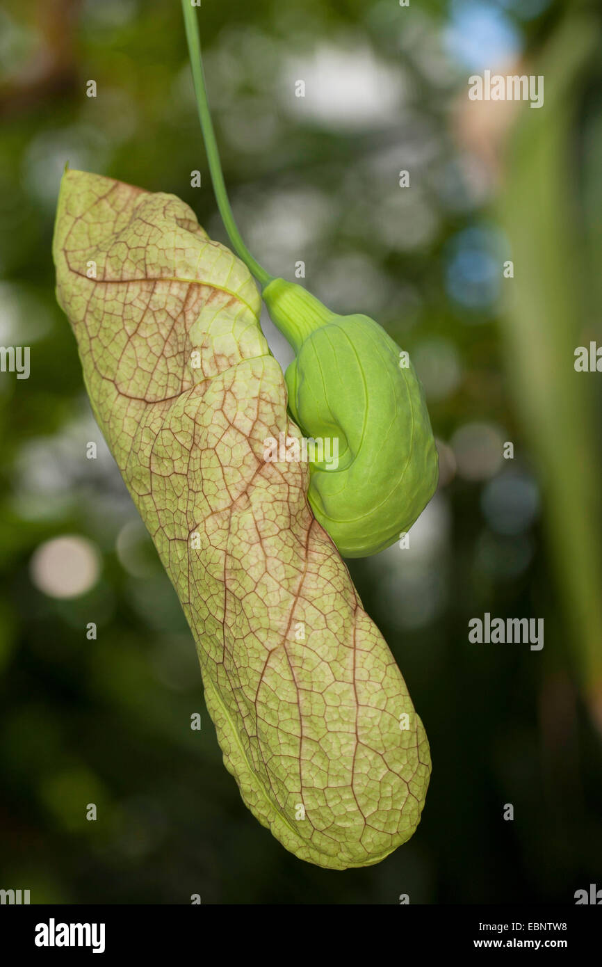 Giant Dutchman's Pipe, Dutchman's Pipe, Giant Pelican Flower, Pelican ...