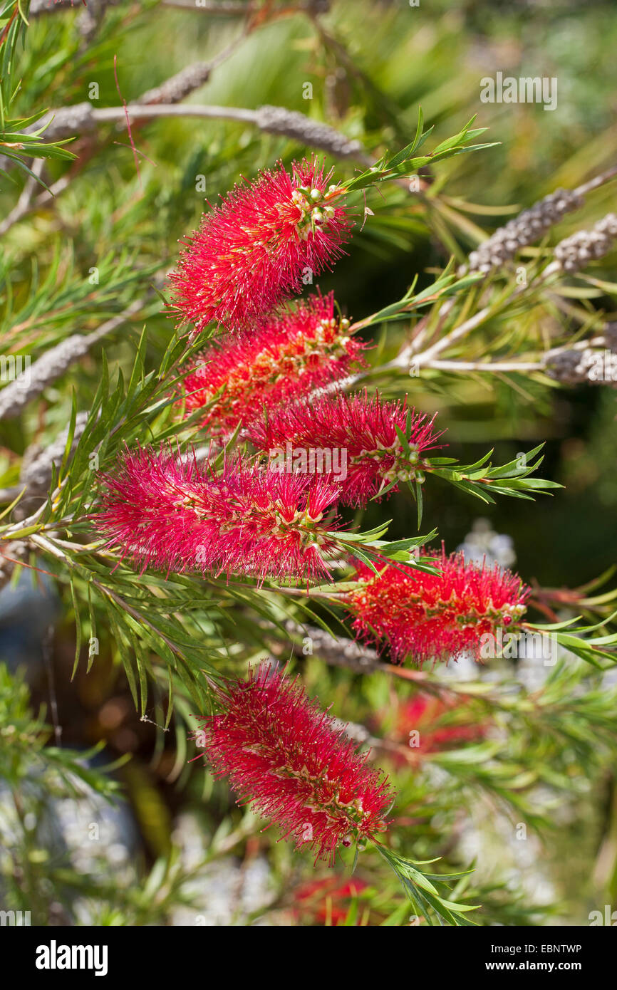 Violet bottlebrush, Purple Bottlebrush (Callistemon violaceus ...