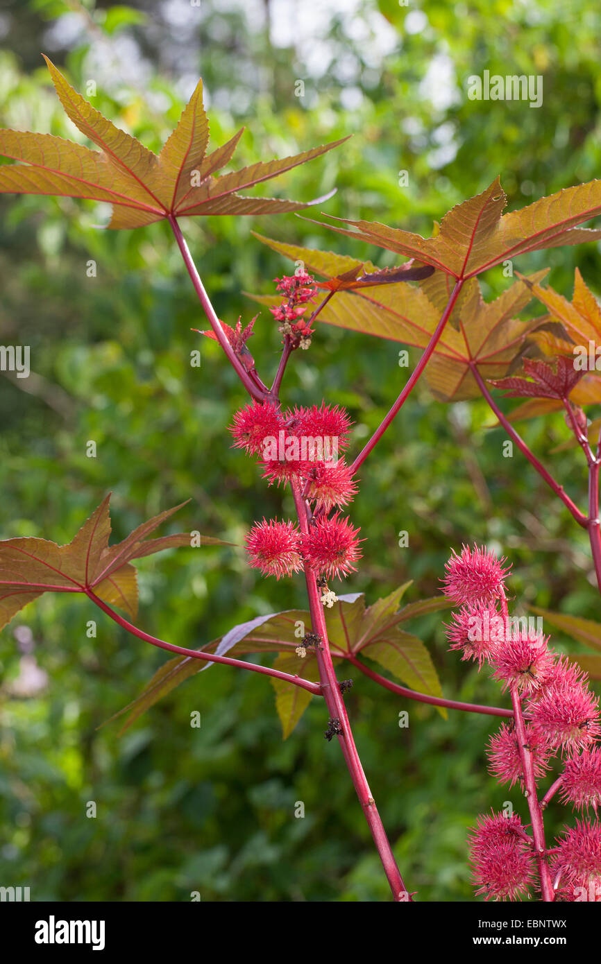 castor-oil plant, castor oil plant, ricin, Castor bean, Castorbean ...